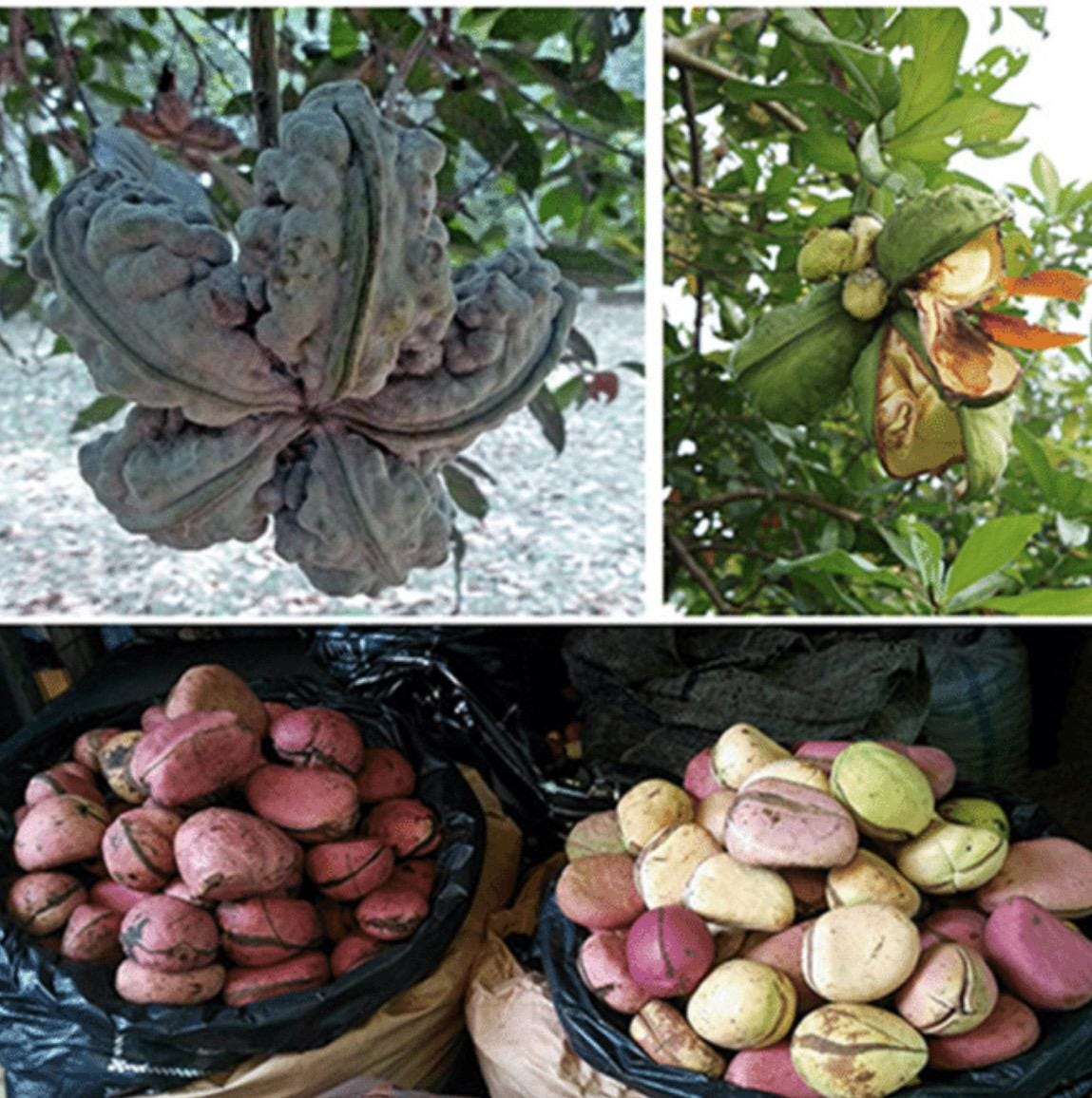 2 Lobes Colanut 8 Oz Africa Cola Nut Kola Nuts - Etsy