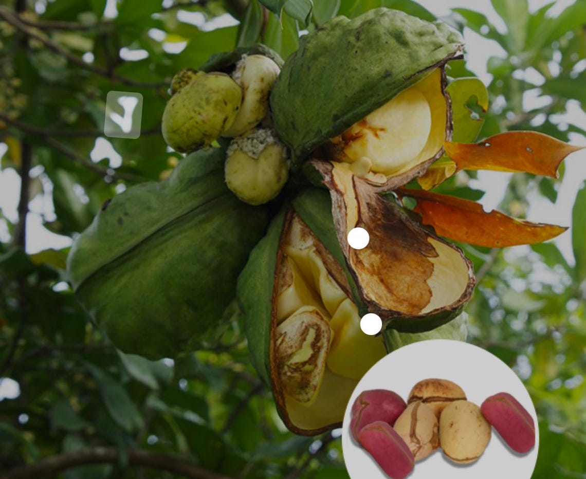 2 Lobes Colanut 8 Oz Africa Cola Nut Kola Nuts - Etsy