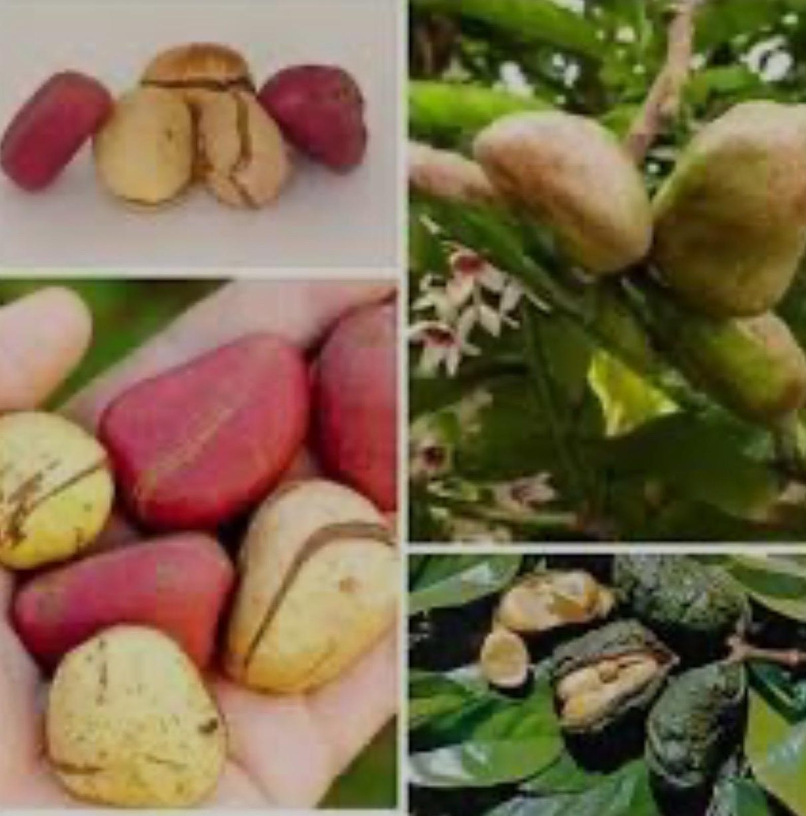 2 Lobes Colanut 8 Oz Africa Cola Nut Kola Nuts - Etsy