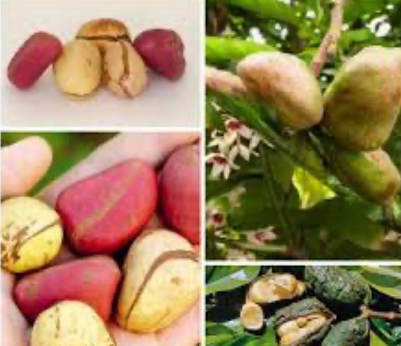 2 Lobes Colanut 8 Oz Africa Cola Nut Kola Nuts - Etsy