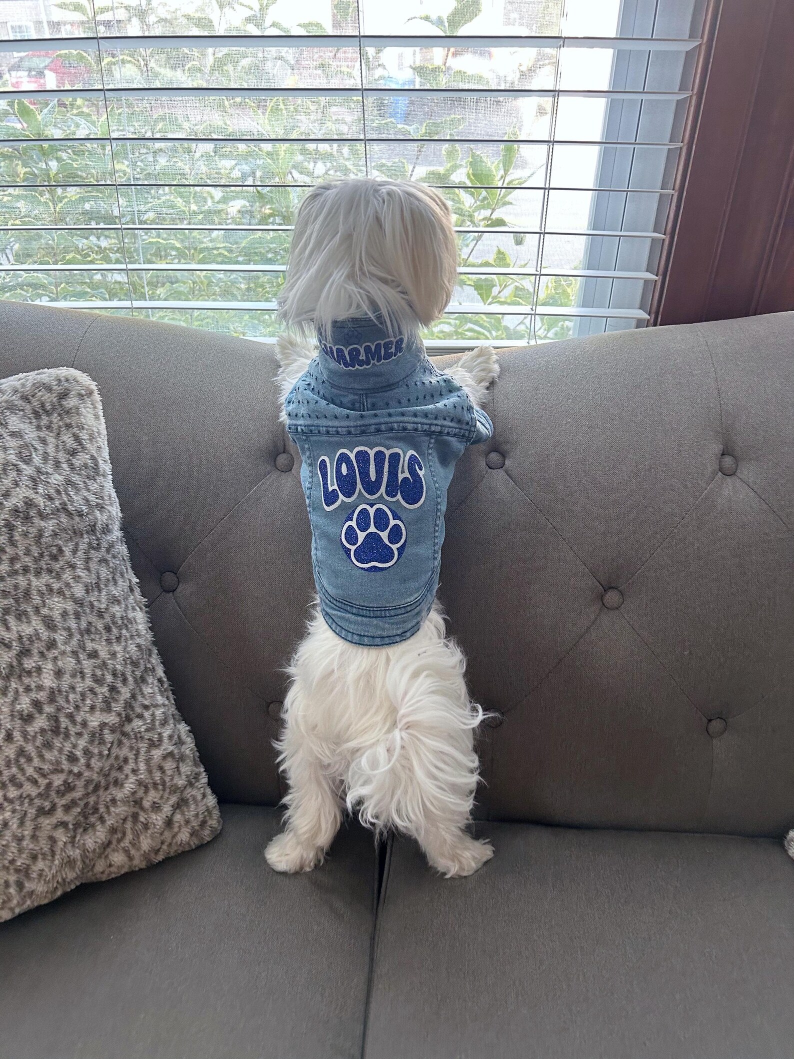 Custom Dog Jacket - Personalized Puppy Apparel - Poodle Jacket - Chi ...
