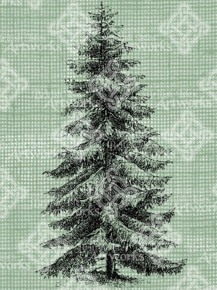 Digital Download Spruce Tree, Fir Tree, Antique Illustration C. 1900 ...