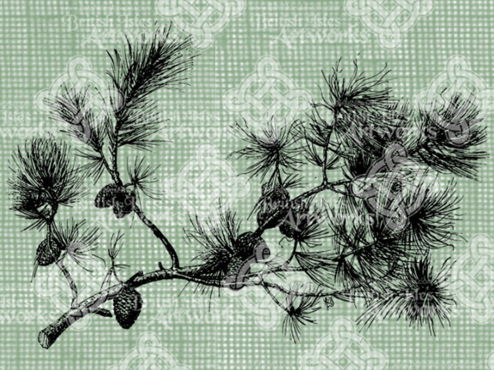 Digital Download Finely Drawn Pine Branch Bough Image Evergreen Tree ...