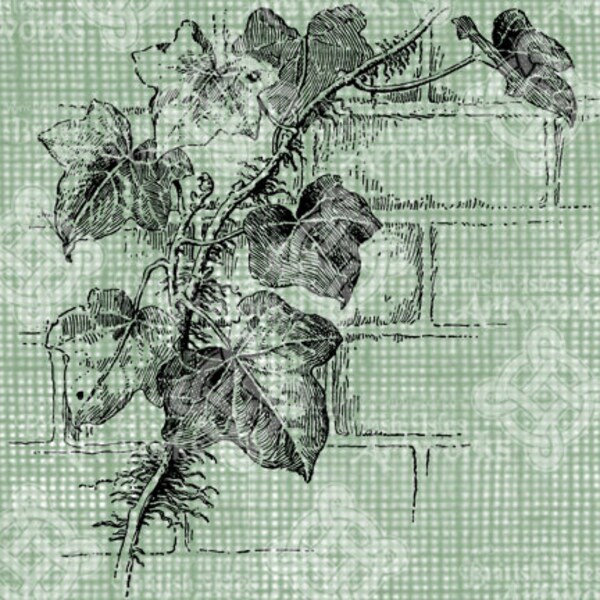 English Ivy - Etsy
