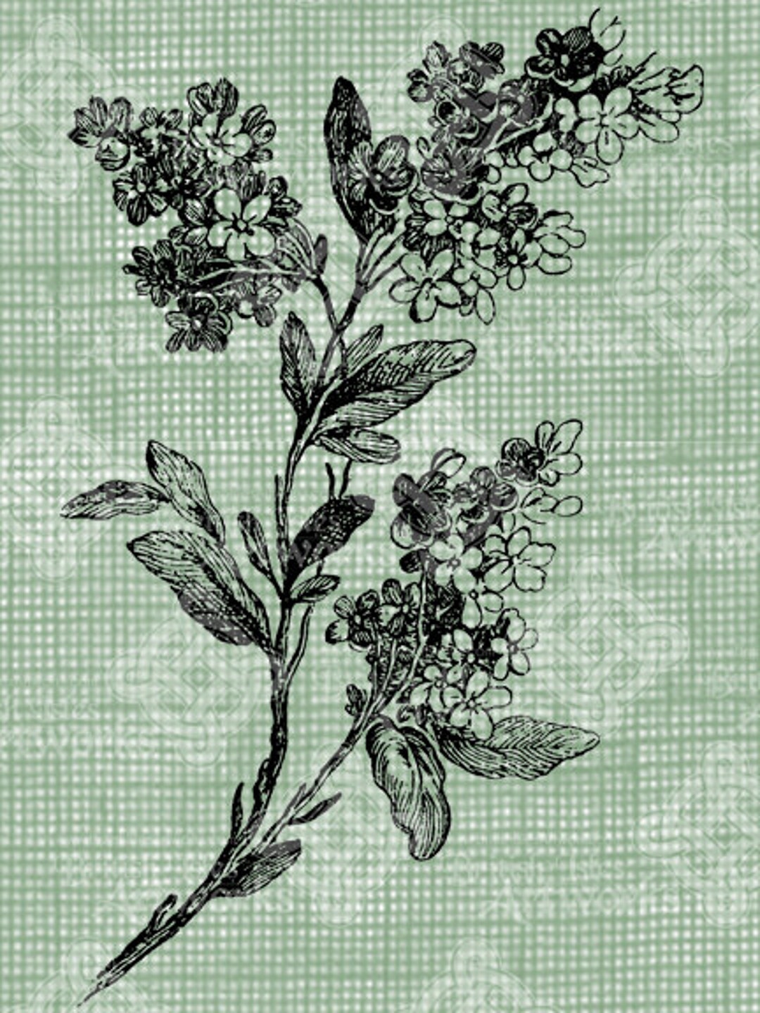 Digital Download Vintage Lilacs Branch, Digi Stamp, Digis, Digital ...