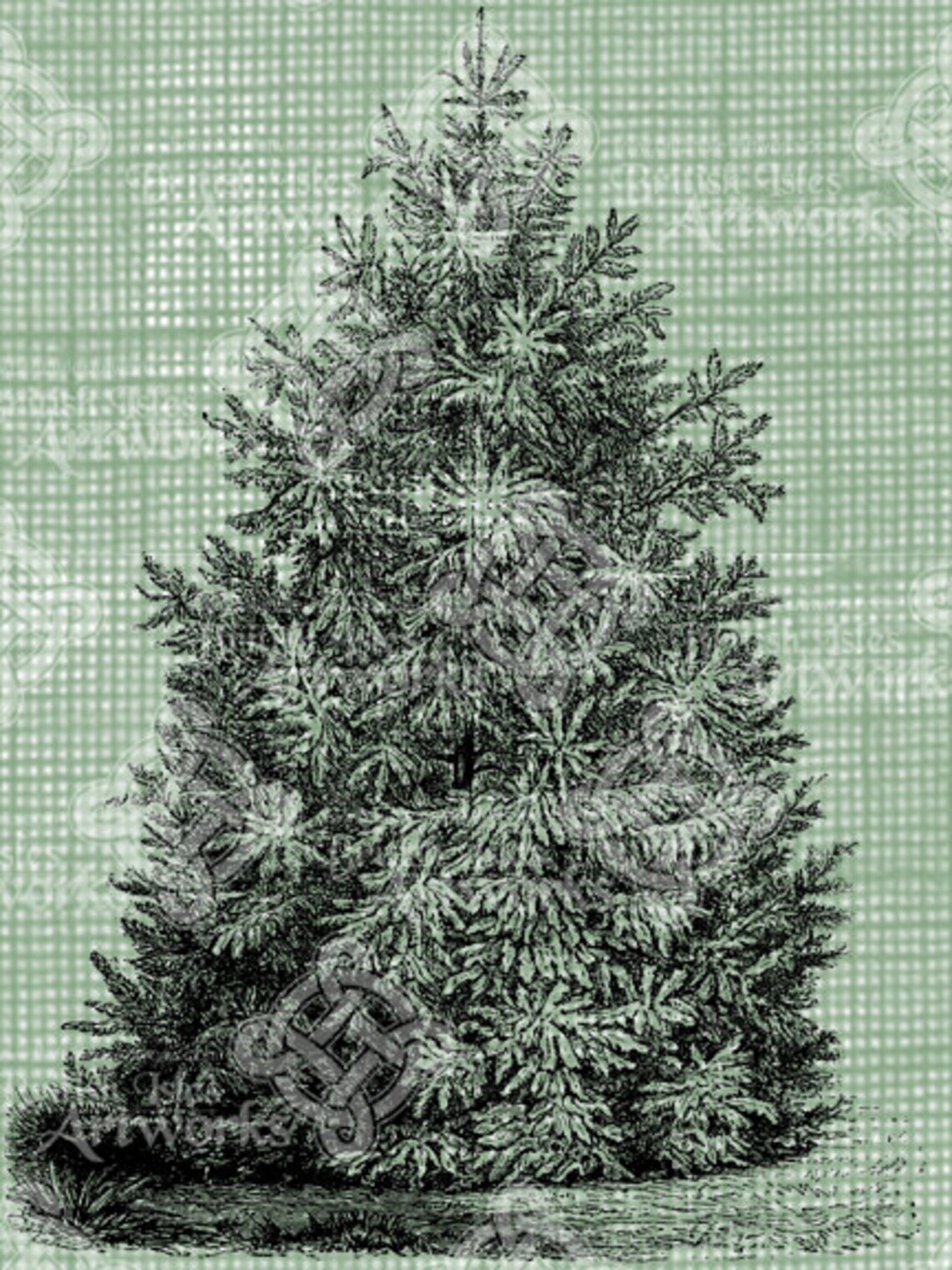 Digital Download Evergreen Tree Antique Illustration C. 1900, Digi ...