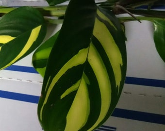 Variegated Tri Color Ginger Tropical Plant Red Green White | Etsy