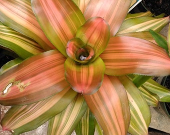 Variegated Tri Color Ginger Tropical Plant Red Green White | Etsy