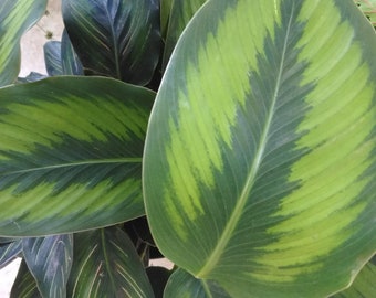Variegated Tri Color Ginger Tropical Plant Red Green White | Etsy