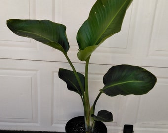 Variegated Tri Color Ginger Tropical Plant Red Green White | Etsy