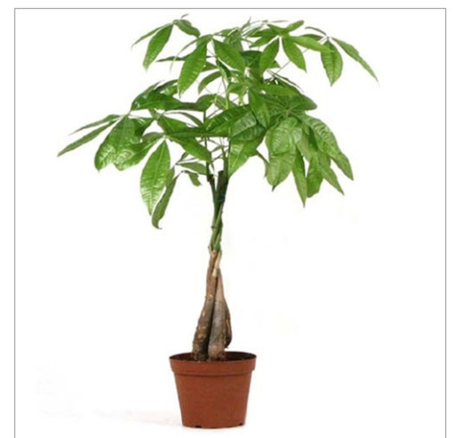 Good Luck Braided Money Tree Live Plant Love Joy Happiness - Etsy