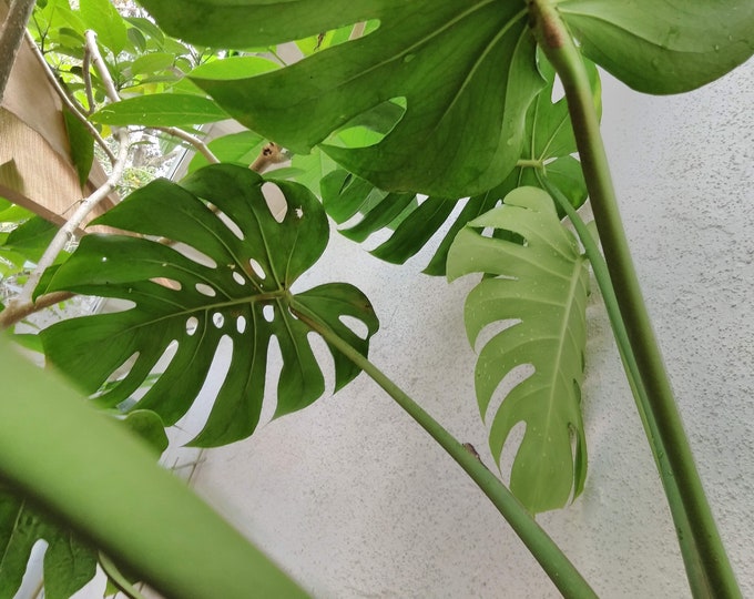 Live Monstera Plant Split Leaf Philodendron Tropical Garden Houseplant ...