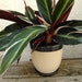 Variegated Tri Color Ginger Tropical Plan,t Red, Green, White, Garden ...