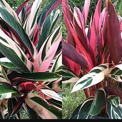 Variegated Tri Color Ginger Tropical Plant Red Green White - Etsy