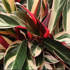 Variegated Tri Color Ginger Tropical Plan,t Red, Green, White, Garden ...