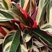 Variegated Tri Color Ginger Tropical Plan,t Red, Green, White, Garden ...