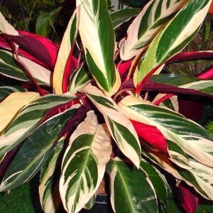 Variegated Tri Color Ginger Tropical Plan,t Red, Green, White, Garden ...