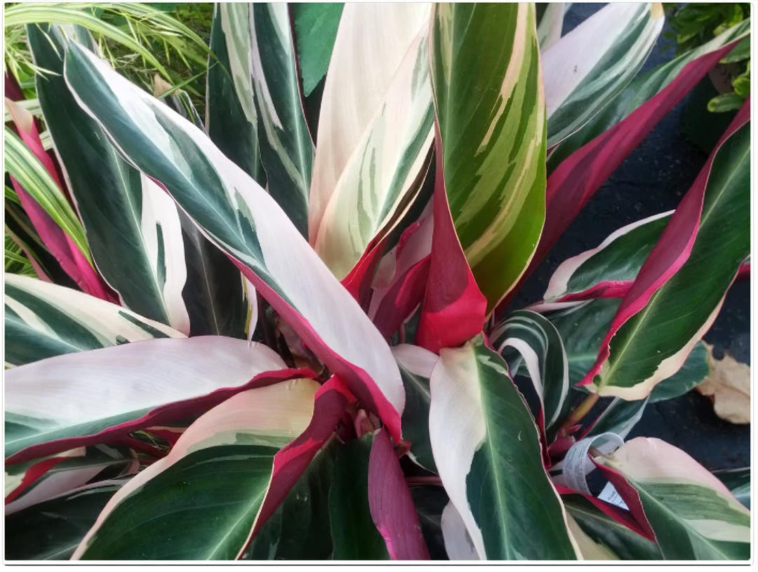 Variegated Tri Color Ginger Tropical Plan,t Red, Green, White, Garden ...