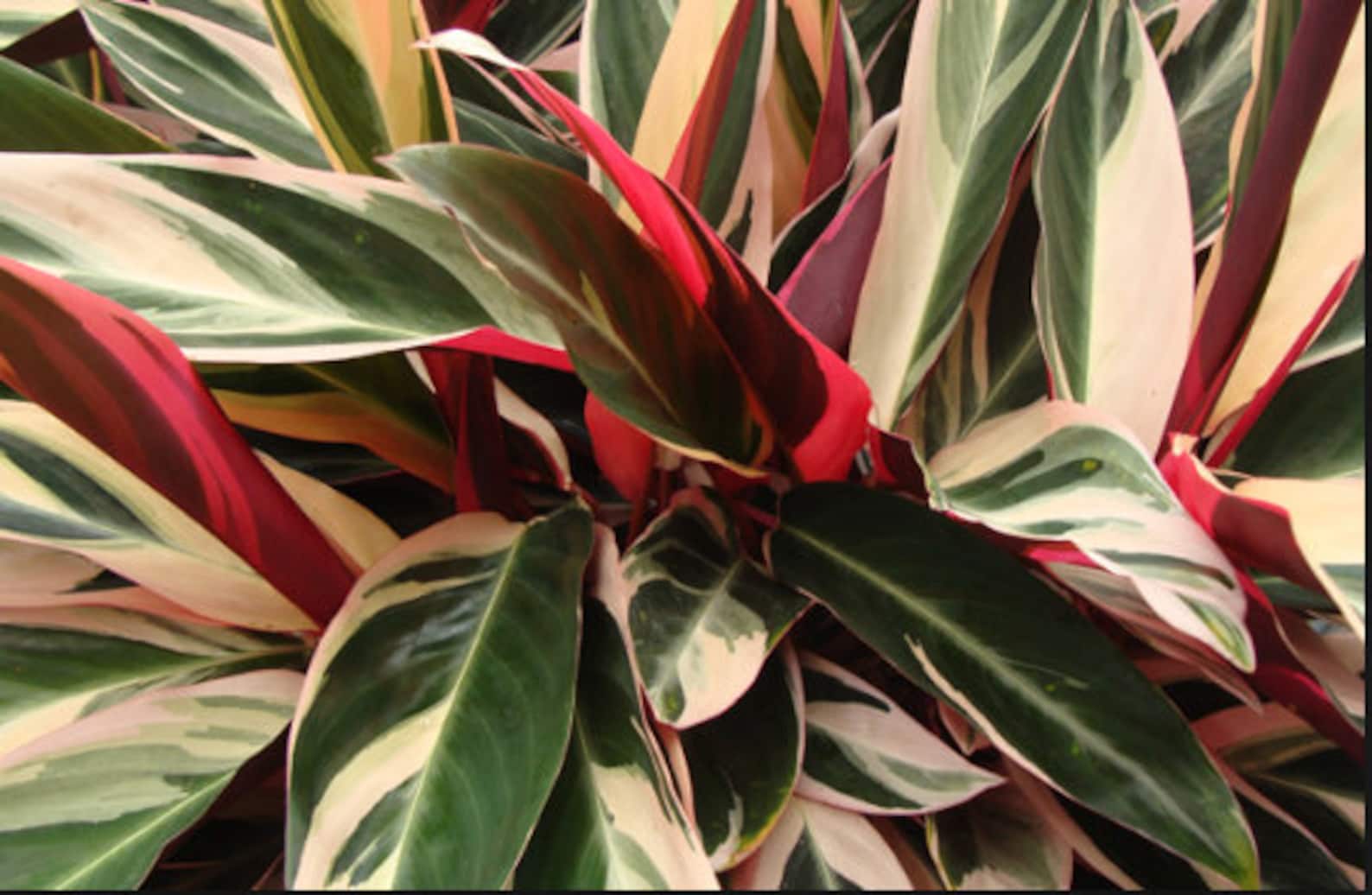 Variegated Tri Color Ginger Tropical Plan,t Red, Green, White, Garden ...