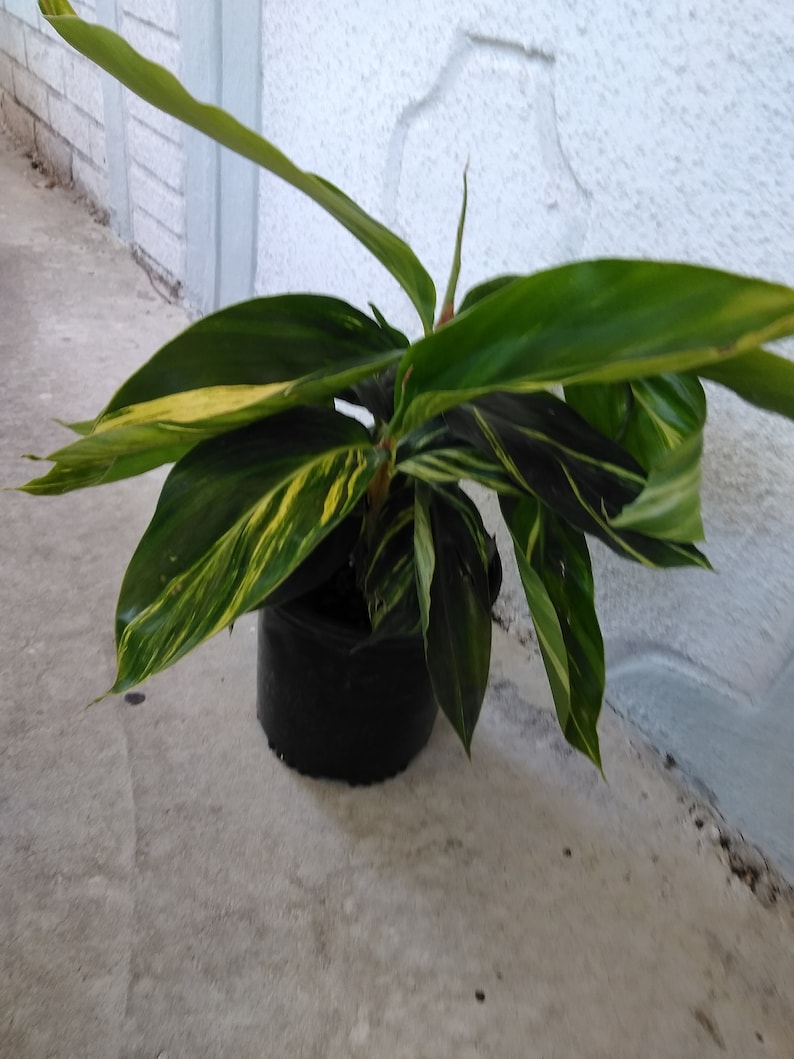 Variegated Shell Ginger Alpinia Zerumbet variegata Fragrant | Etsy