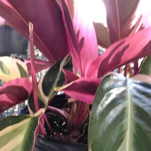 Variegated Tri Color Ginger Tropical Plan,t Red, Green, White, Garden ...