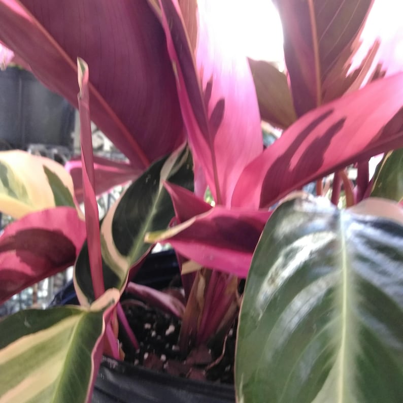 Variegated Tri Color Ginger Tropical Plan,t Red, Green, White, Garden ...