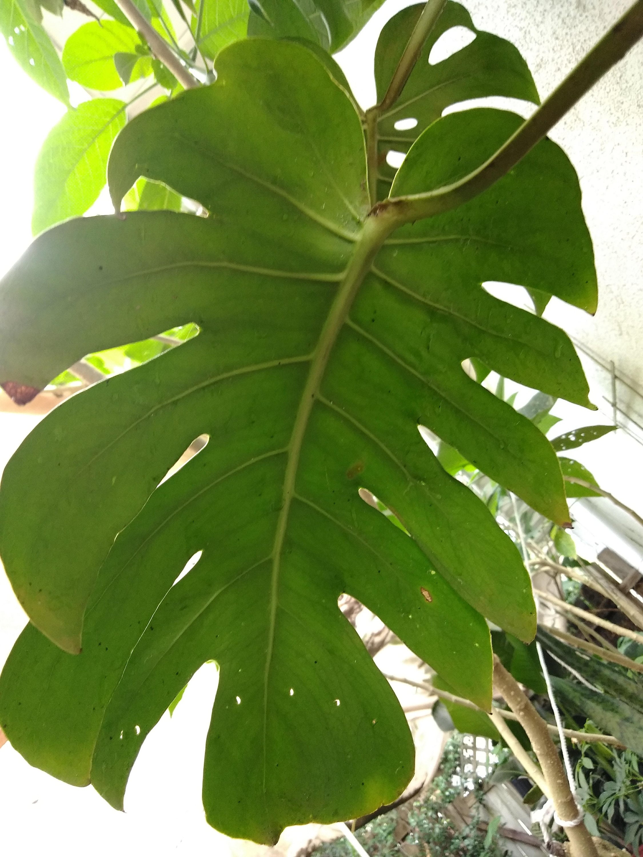 Live Monstera Plant Split Leaf Philodendron Tropical Garden Houseplant ...