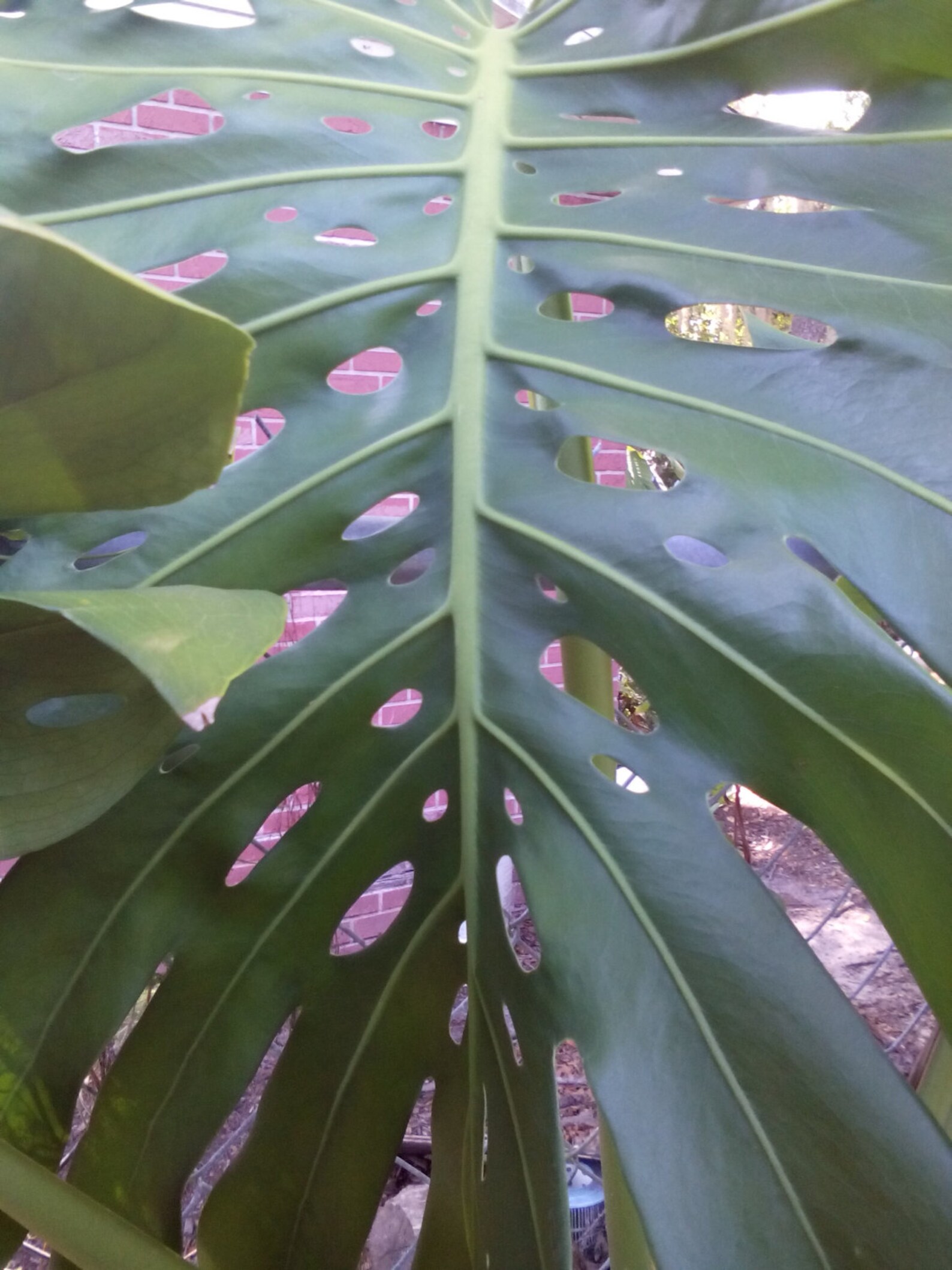 Live Monstera Plant Split Leaf Philodendron Tropical Garden Houseplant ...
