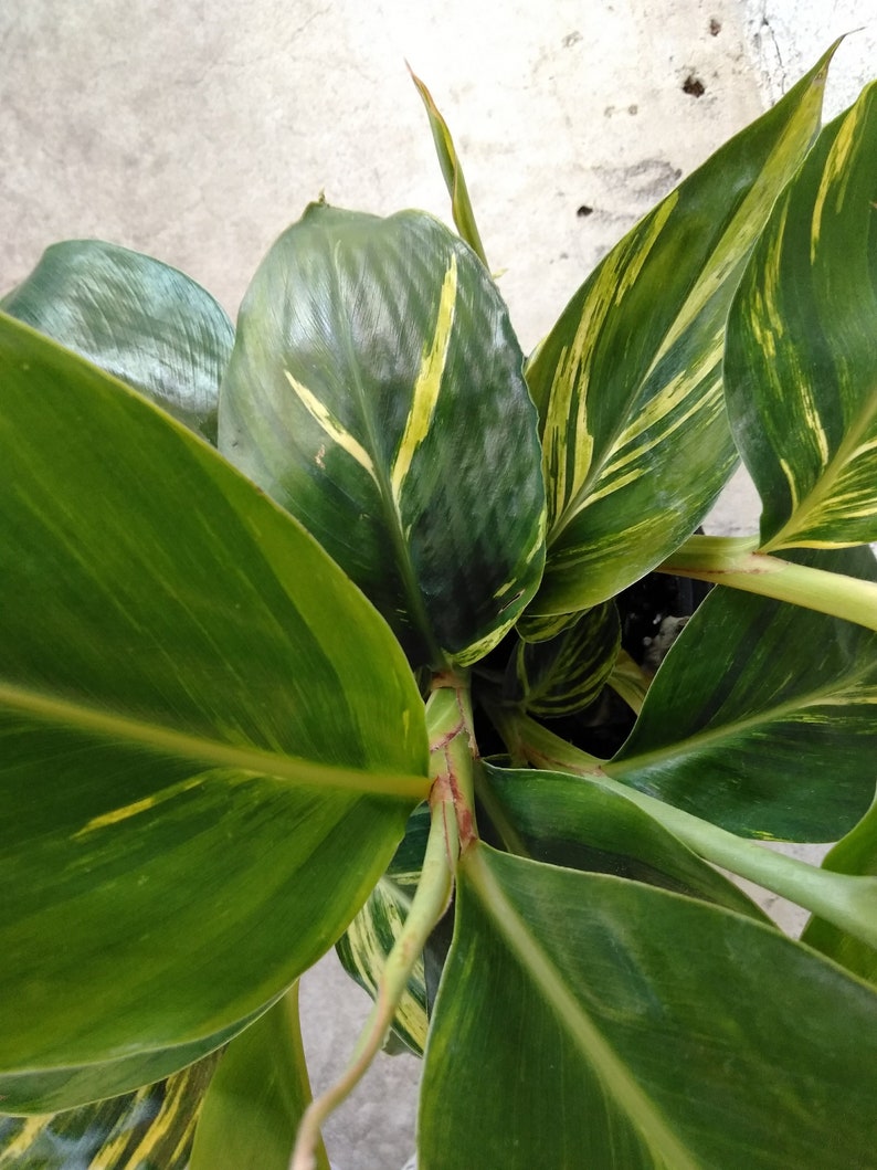 Variegated Shell Ginger Alpinia Zerumbet variegata Fragrant | Etsy