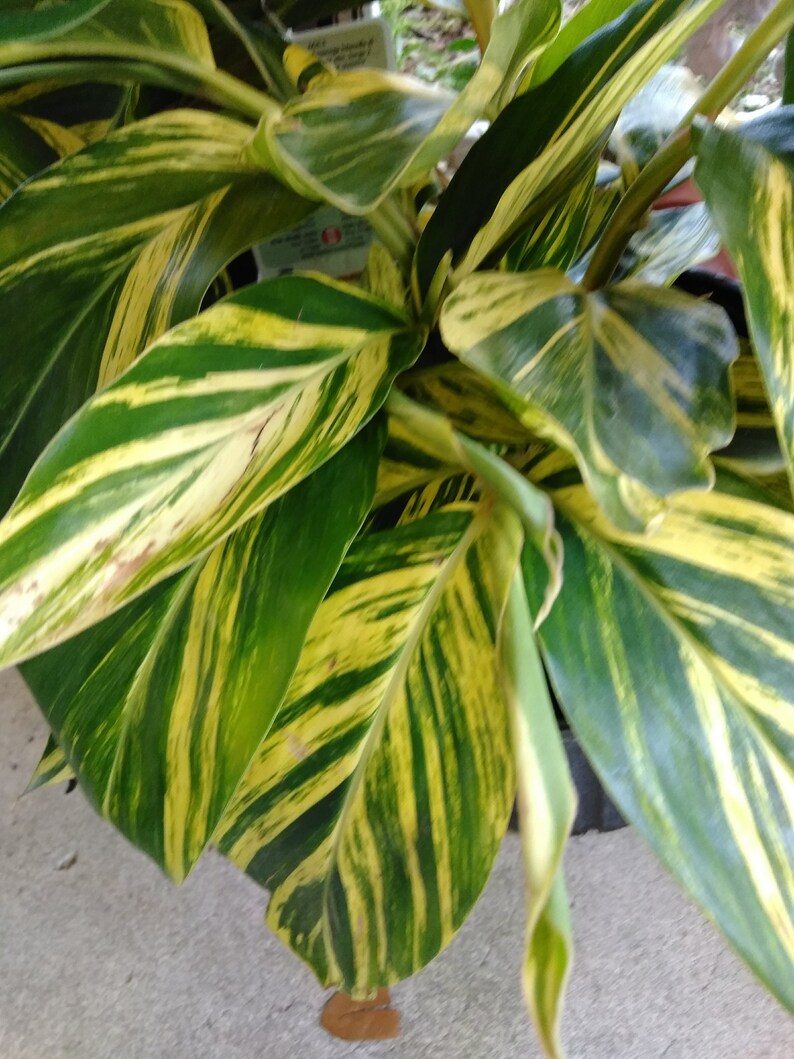 Variegated Shell Ginger Alpinia Zerumbet variegata Fragrant | Etsy