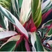 Variegated Tri Color Ginger Tropical Plan,t Red, Green, White, Garden ...