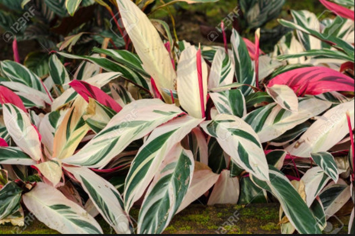 Variegated Tri Color Ginger Tropical Plant Red Green White | Etsy