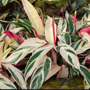 Variegated Tri Color Ginger Tropical Plan,t Red, Green, White, Garden ...