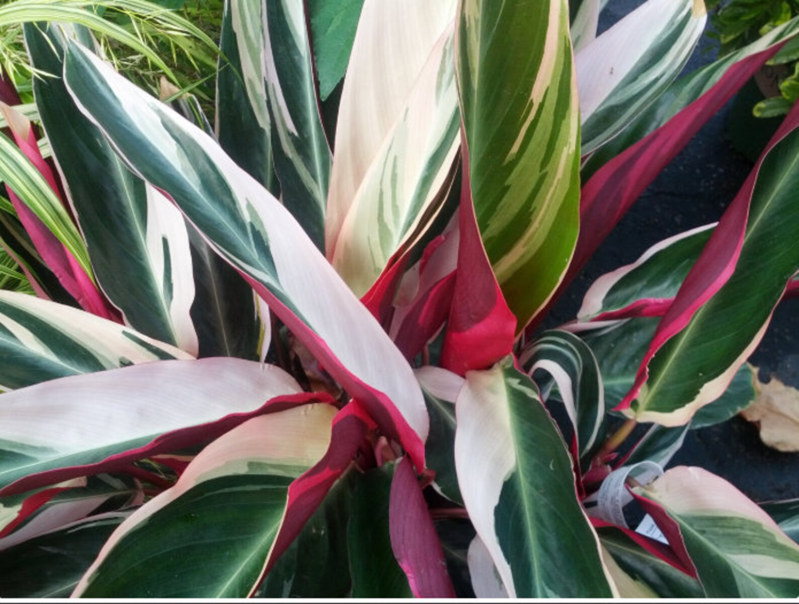 Variegated Tri Color Ginger Tropical Plan,t Red, Green, White, Garden ...