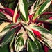 Variegated Tri Color Ginger Tropical Plan,t Red, Green, White, Garden ...