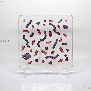 Gram Stained Bacteria Glass Art Panel Microbiology Desk Decor Medical ...
