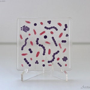 Gram Stained Bacteria Glass Art Panel Microbiology Desk Decor Medical ...
