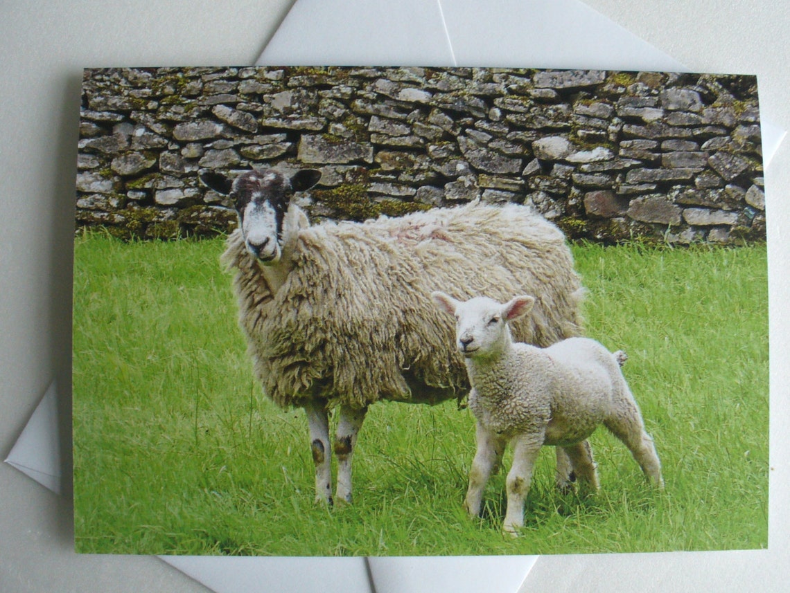 Sheep and Lamb Card Greetings Card Blank Card Nature - Etsy