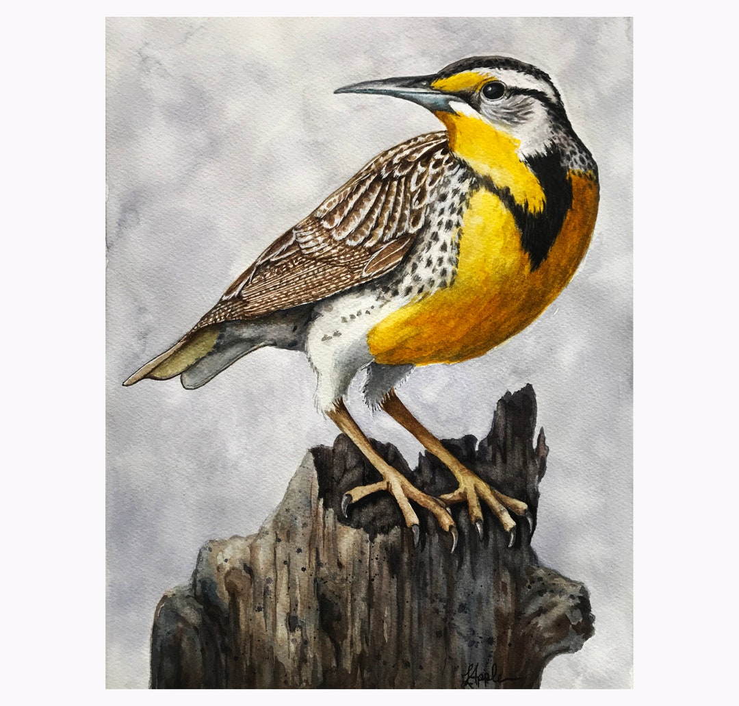 Western Meadowlark State Bird Original Wildlife Watercolor Painting ...