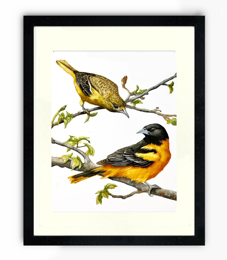 Male & Female Baltimore Oriole Bird Portrait Print From My Original ...
