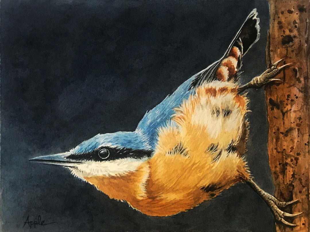 Nuthatch- Wildlife Watercolor Print From Original, Bird Art, Nature ...