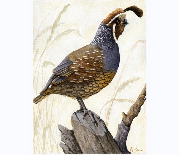 Indian Quail Art