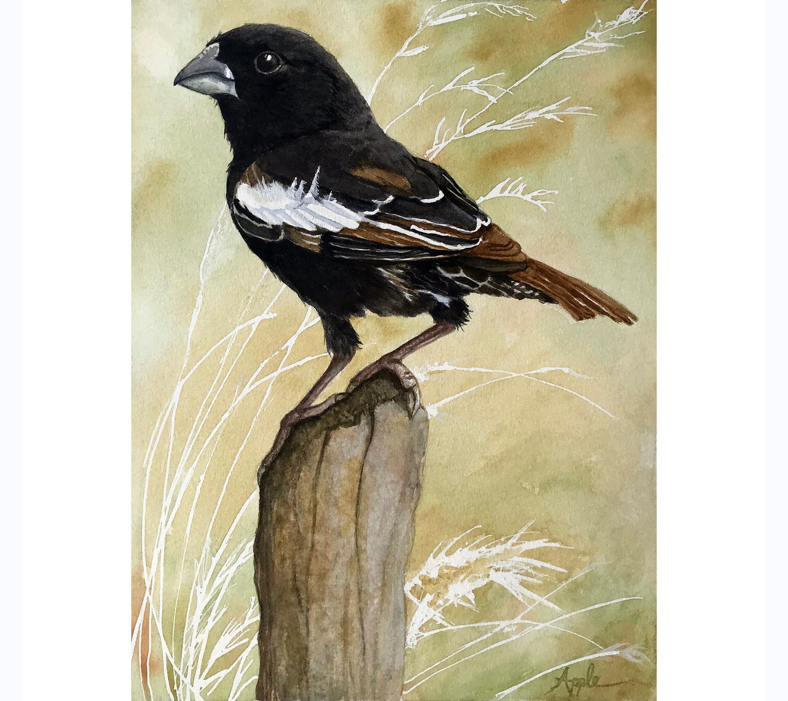 Lark Bunting Colorado State Bird Original Wildlife Watercolor | Etsy