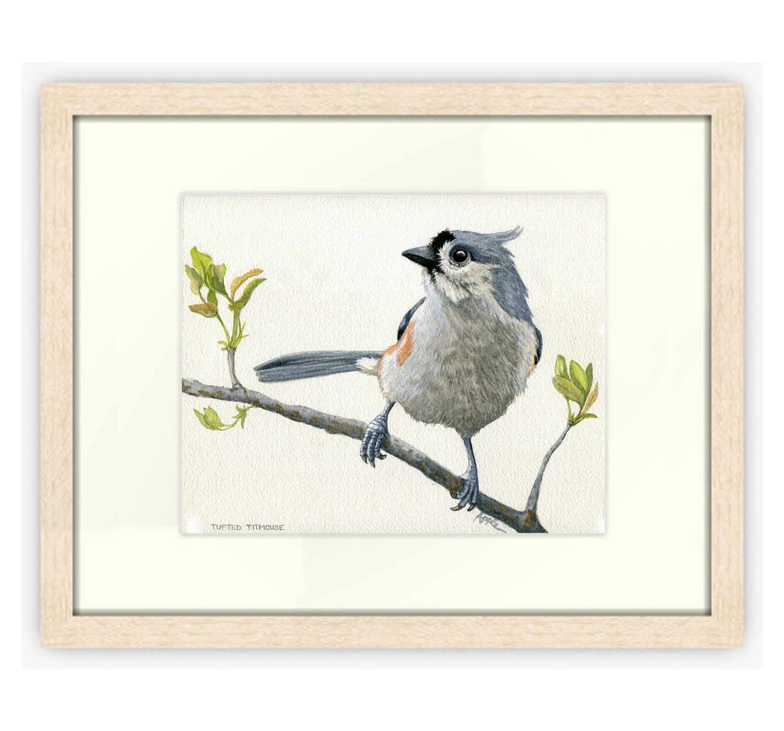 Tufted Titmouse Watercolor Painting, Bird Art, Original Print Titmouse ...