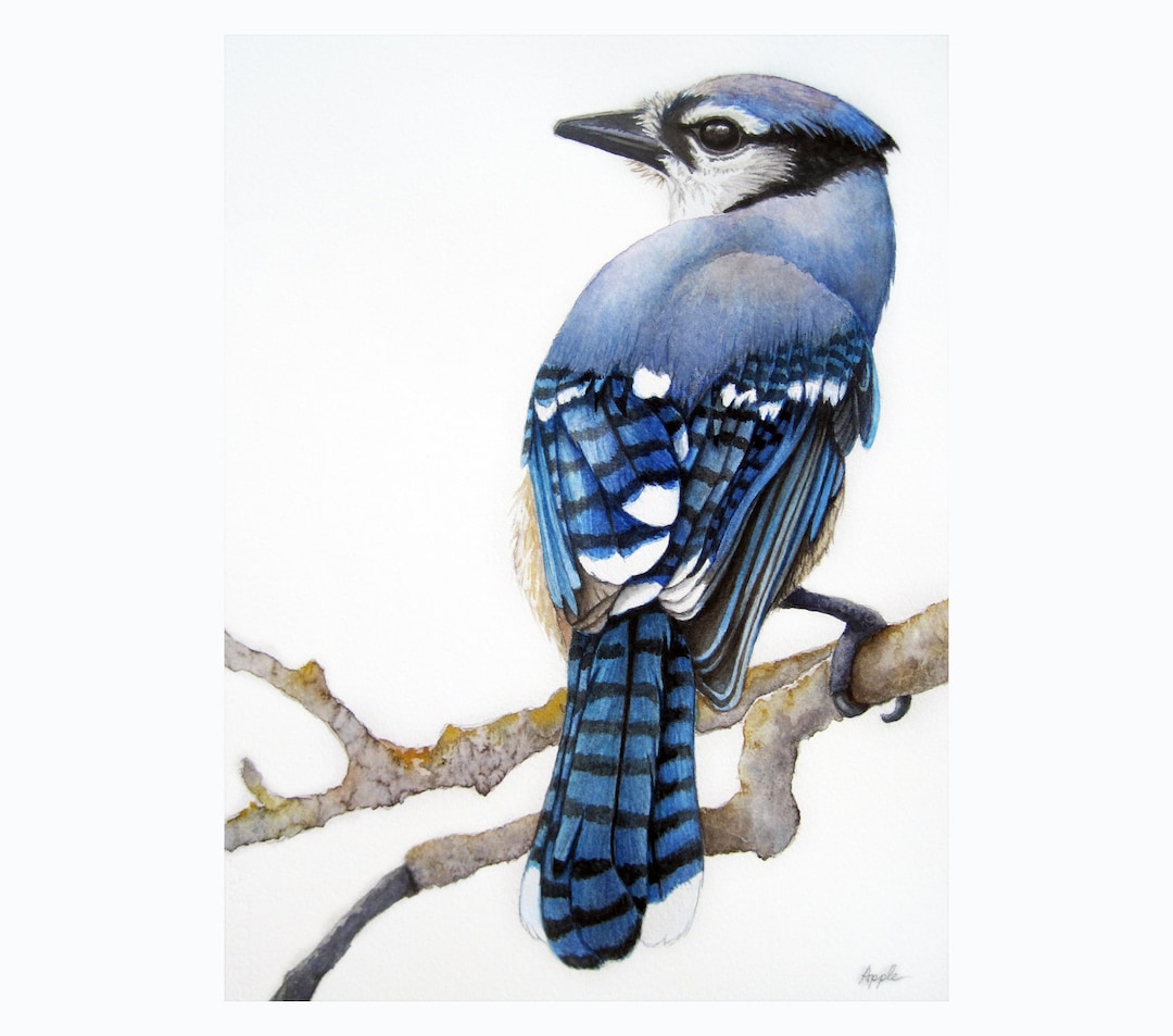Blue Jay Watercolor Painting, Bird Art, Original Print Bluejay Bird ...