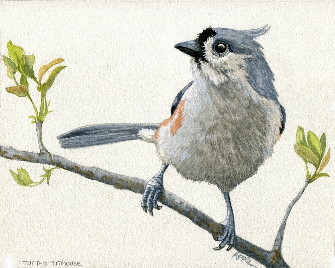Tufted Titmouse Watercolor Painting, Bird Art, Original Print Titmouse ...