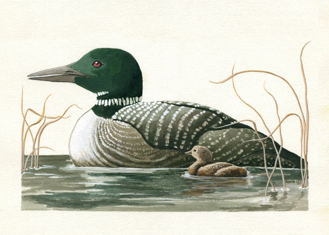 Canadian Loons - Archival Print From Original Illustration Heal the ...