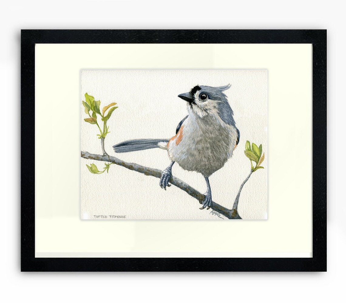 Tufted Titmouse Watercolor Painting, Bird Art, Original Print Titmouse ...