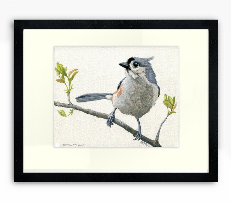 Tufted Titmouse Watercolor Painting, Bird Art, Original Print Titmouse ...