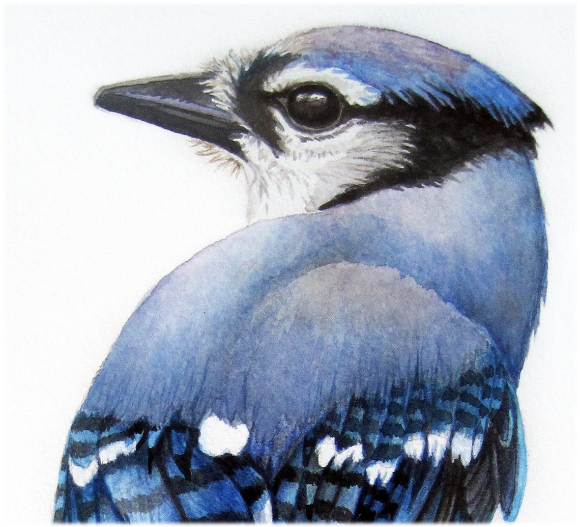 Blue Jay Watercolor Painting, Bird Art, Original Print Bluejay Bird ...